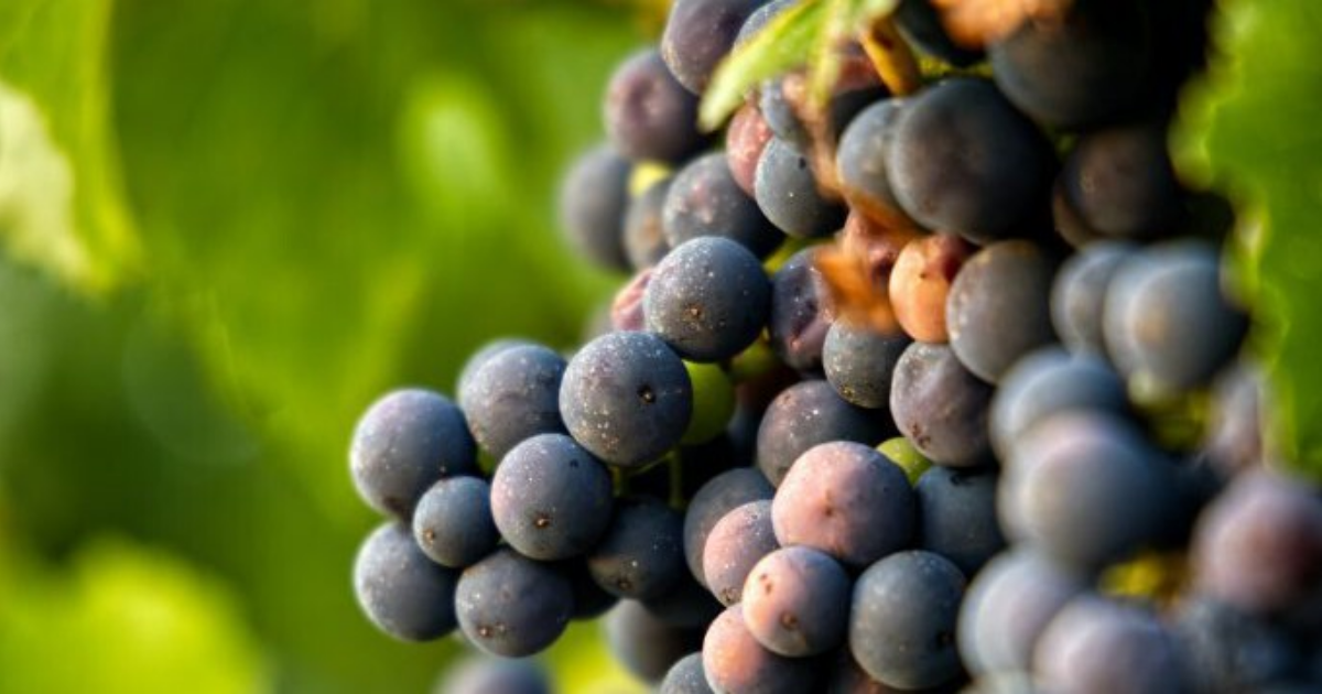 Ten Amazing Winery Experiences You Should Try All Over the