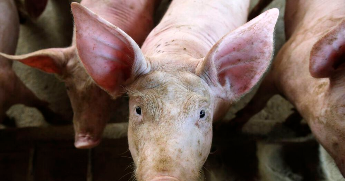 How everything is getting worse — and better — for animals,