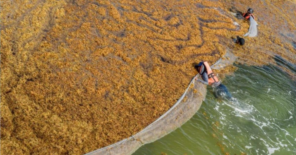 Mexican Navy Adds Over 9,000 Meters of Anti-Sargassum